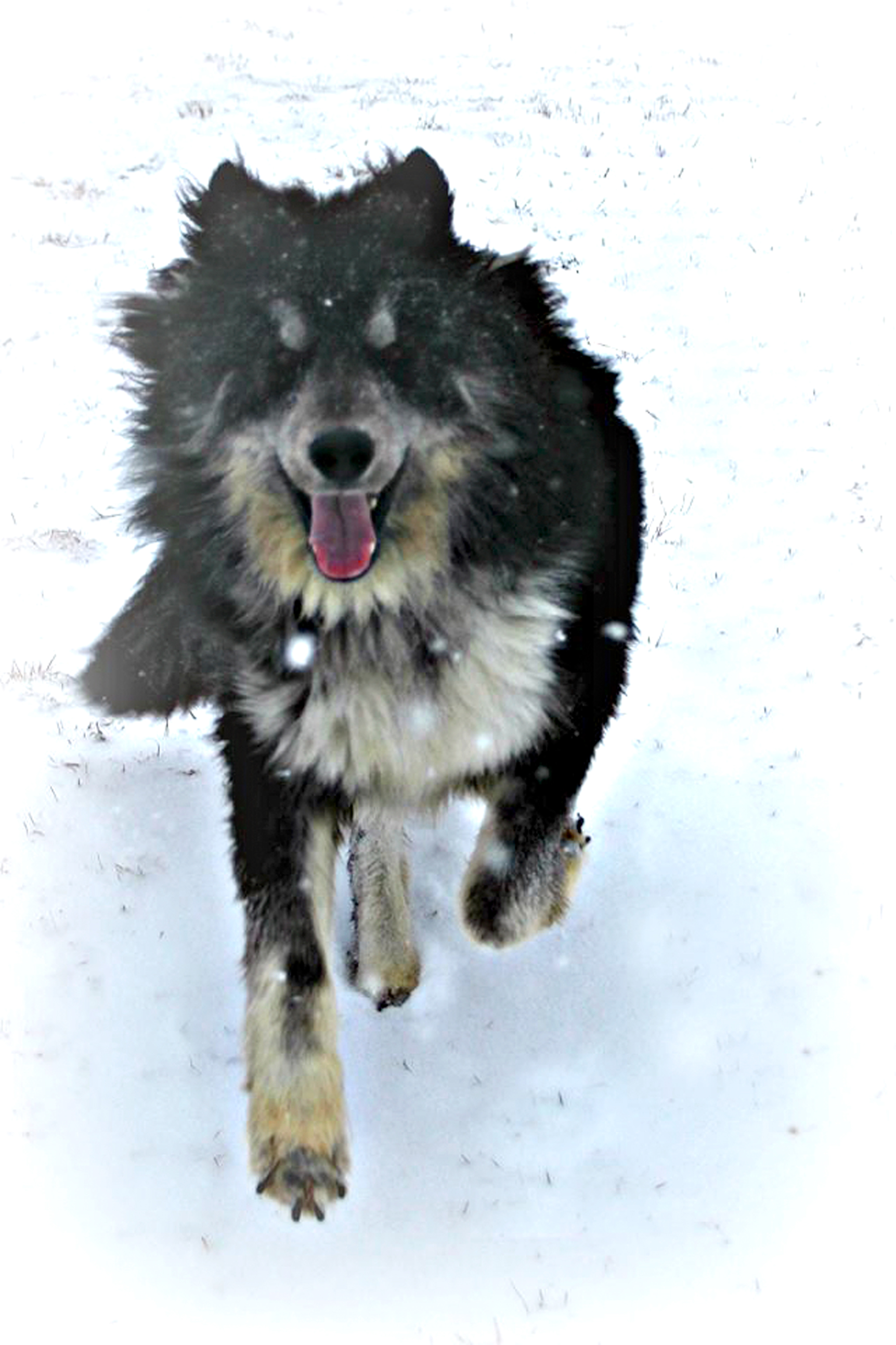 BYE-BYE, STELLA! | News, Sports, Jobs - Observer Today